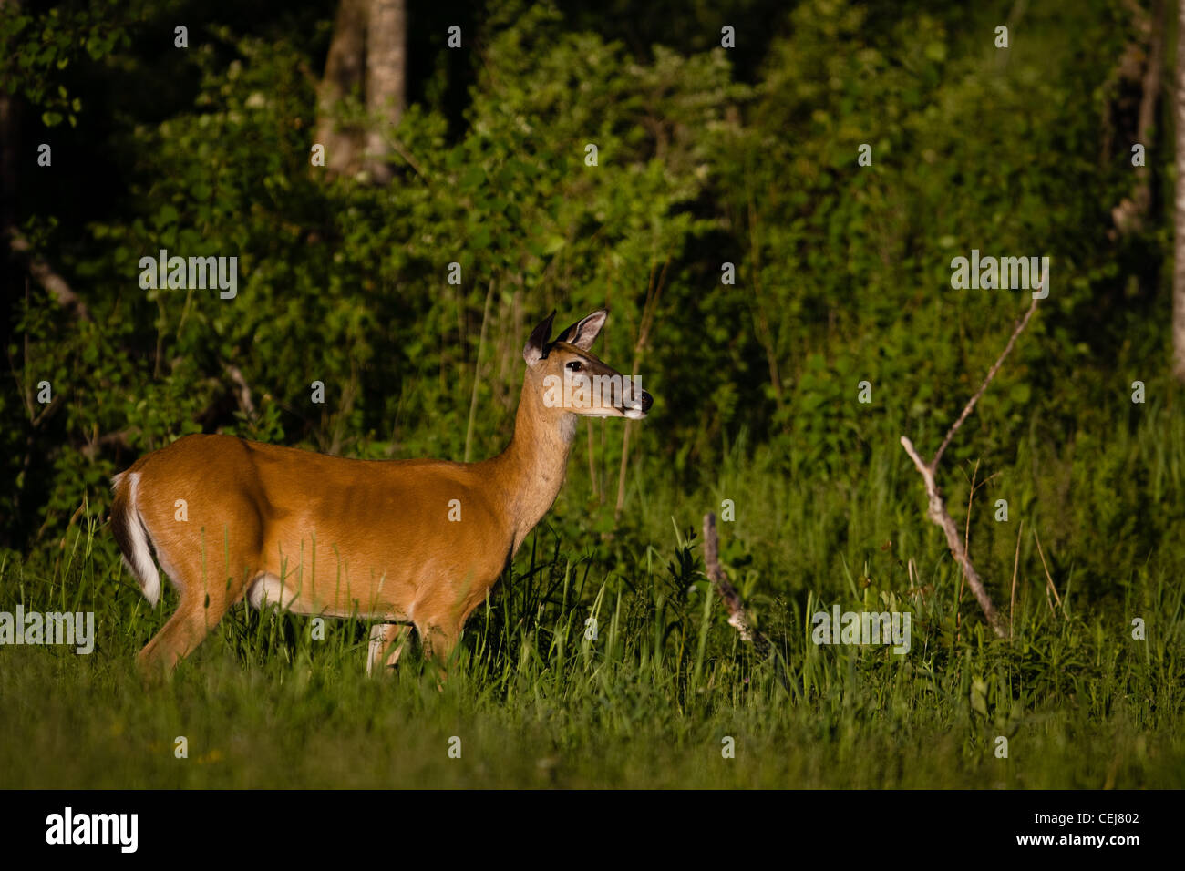 White deer symbol hi-res stock photography and images - Alamy