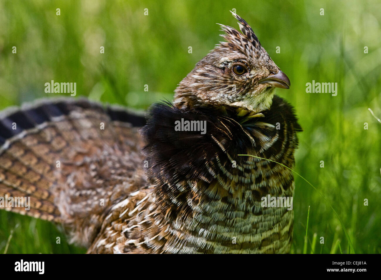Male grouse drumming hi-res stock photography and images - Alamy