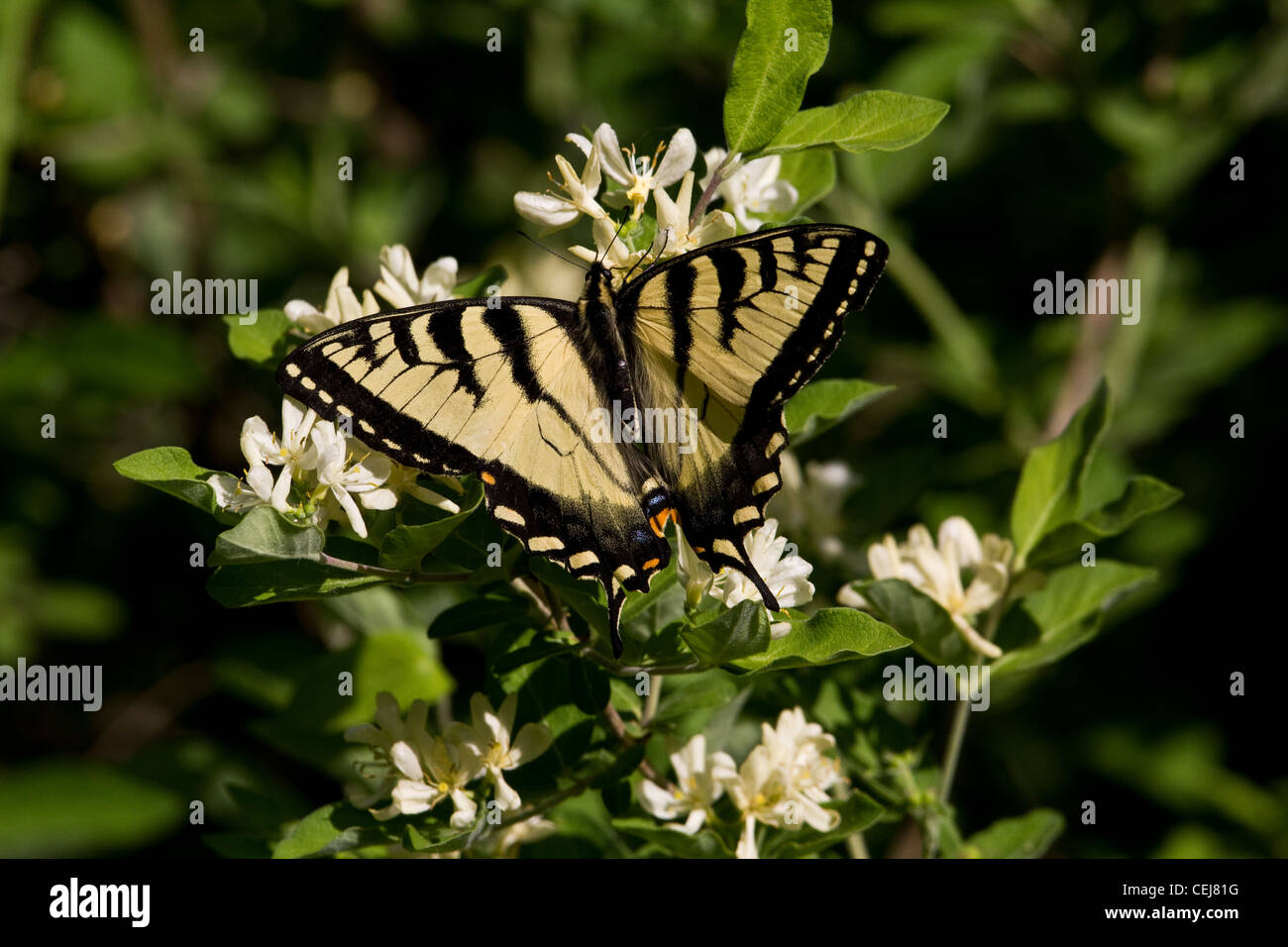 Eastern tiger swallowtail Stock Photo - Alamy