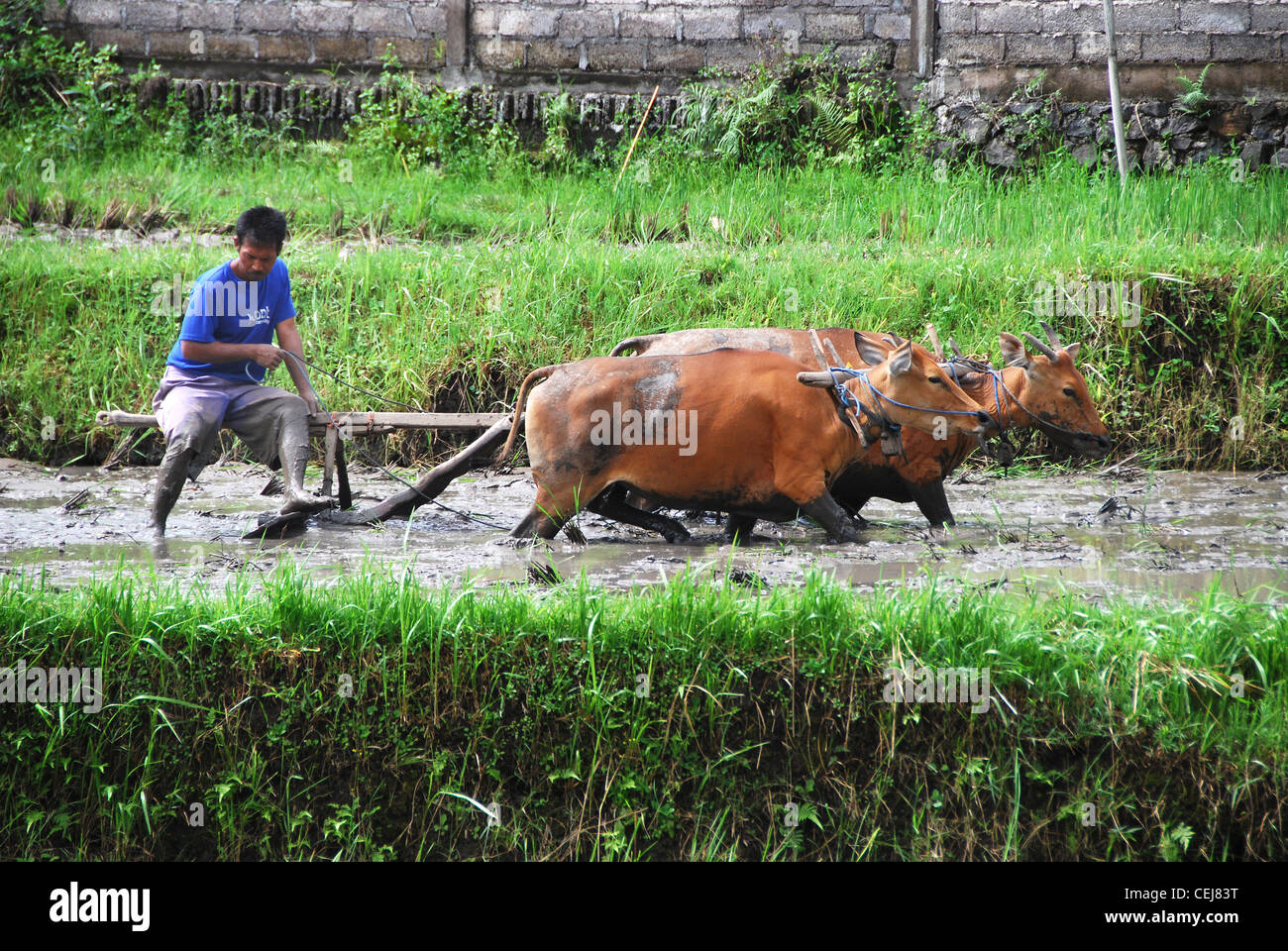 Man ploughing flooded rice field with two bullocks, West Bali ...