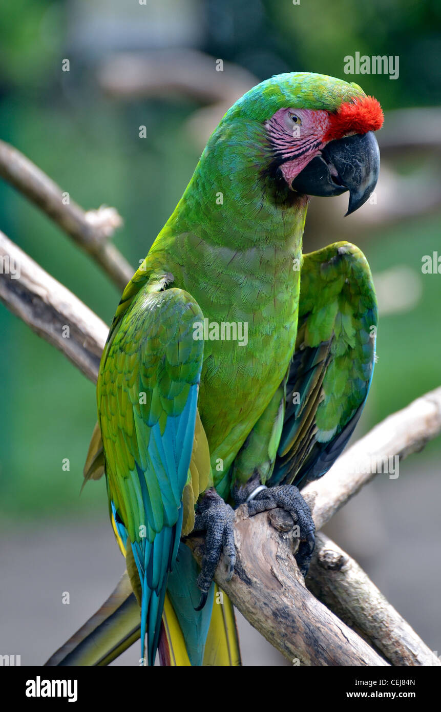Blue, red and green crested parrots, Bali, Indonesia Stock Photo - Alamy