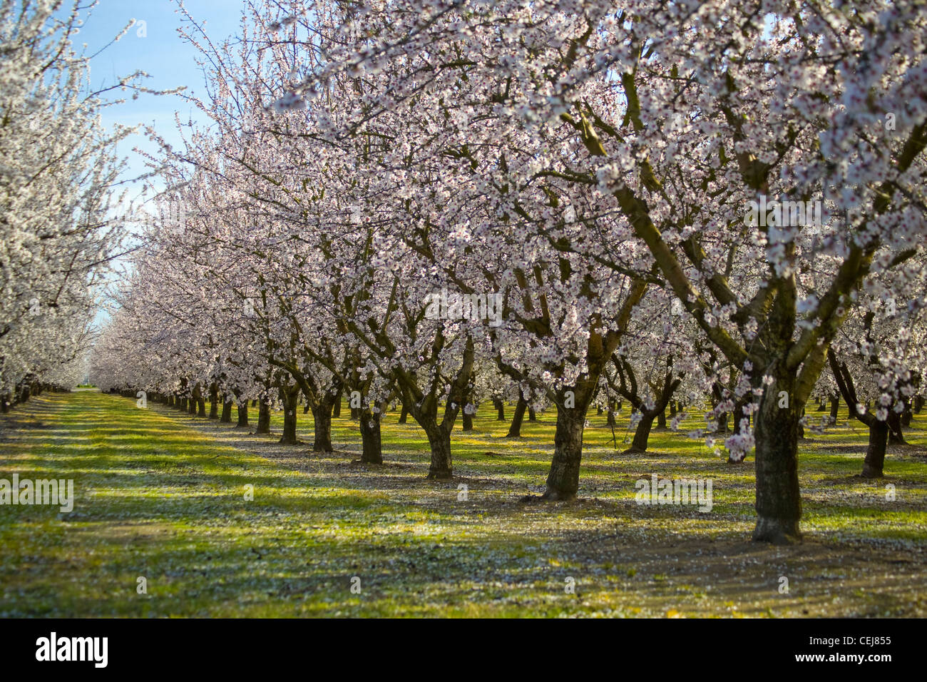 Almond orchards hi-res stock photography and images - Alamy