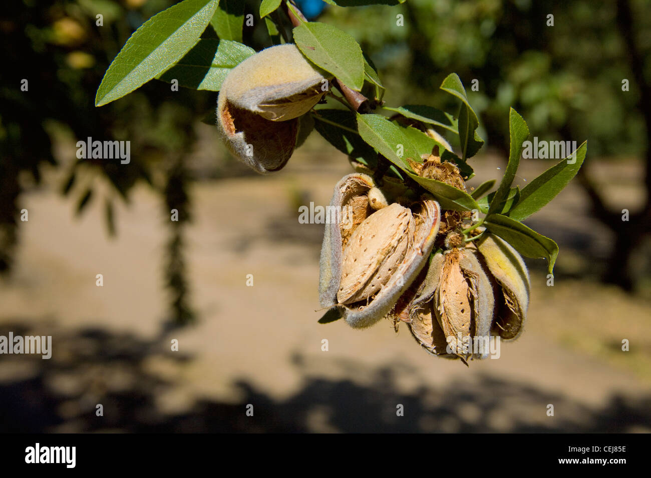 Almond husk hi-res stock photography and images - Alamy