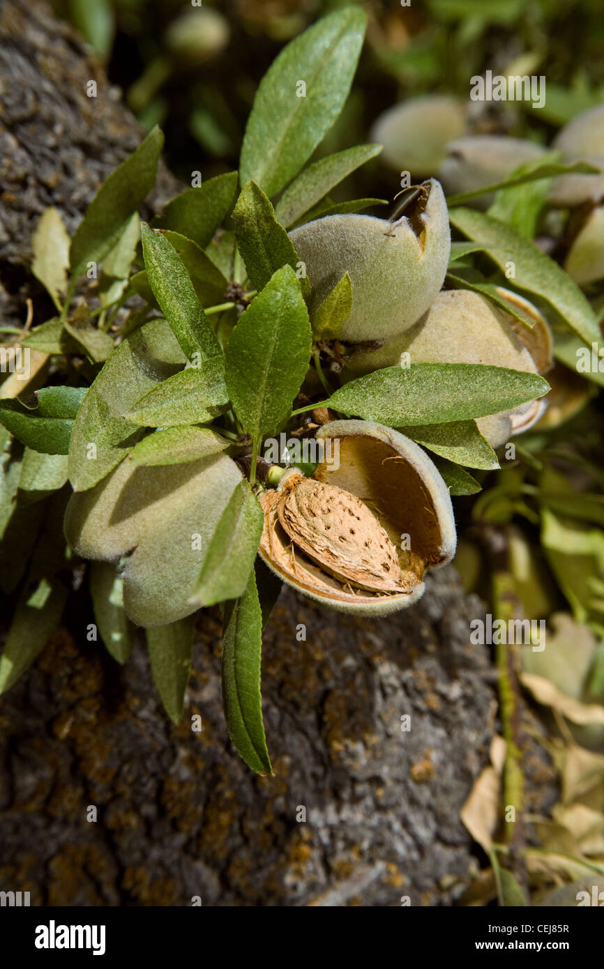 Almonds husks hi-res stock photography and images - Alamy