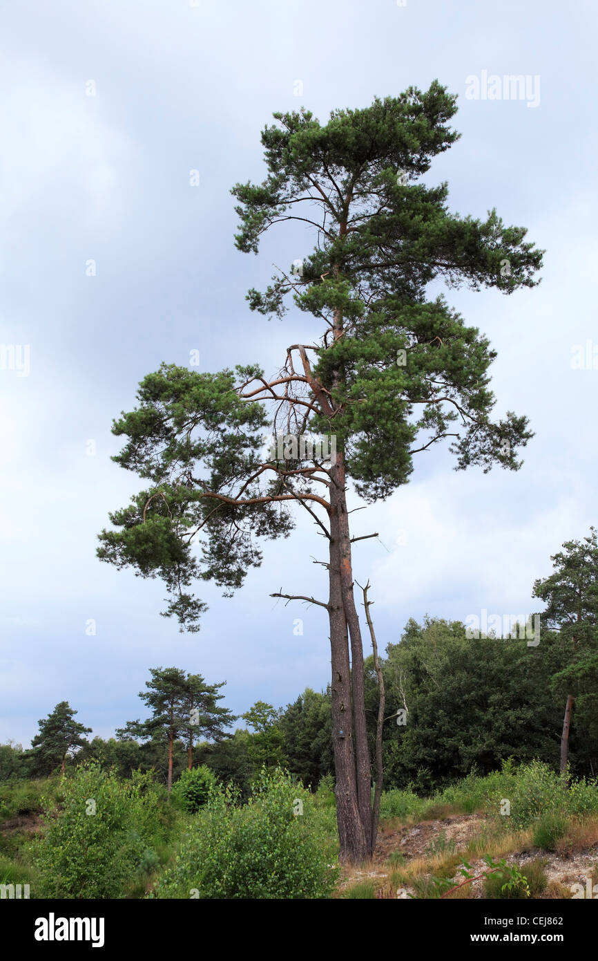 Pine tree, heathland, North-Rhine Westphalia, Germany Stock Photo - Alamy
