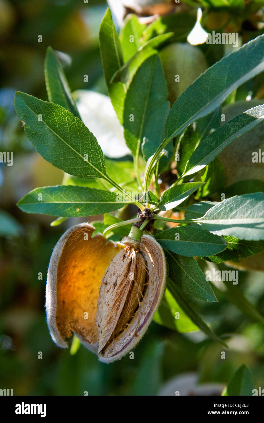 Agriculture- Single almond on the tree with husk open and ready for ...