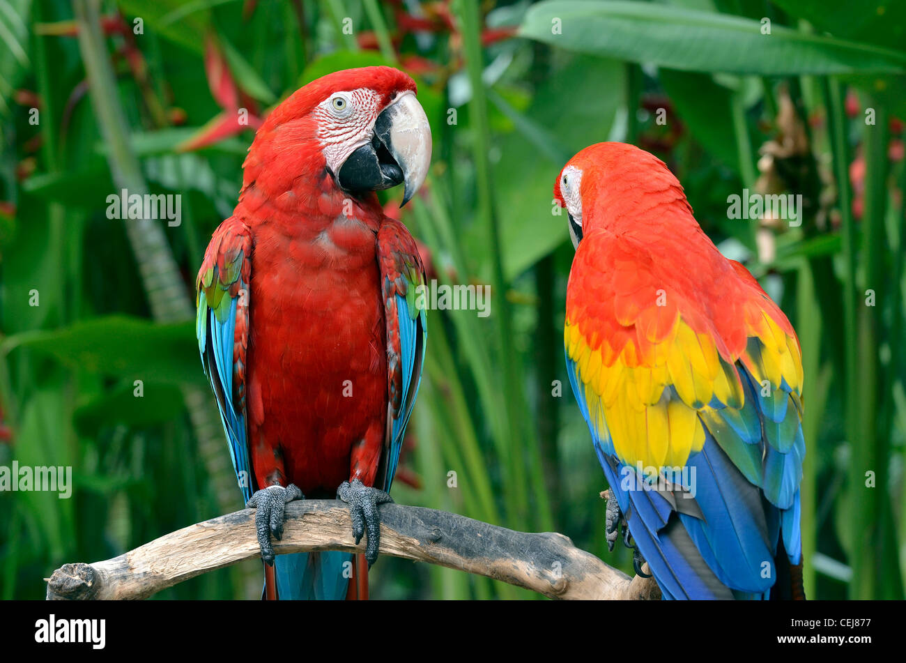 Blue, red and green crested parrots, Bali, Indonesia Stock Photo - Alamy