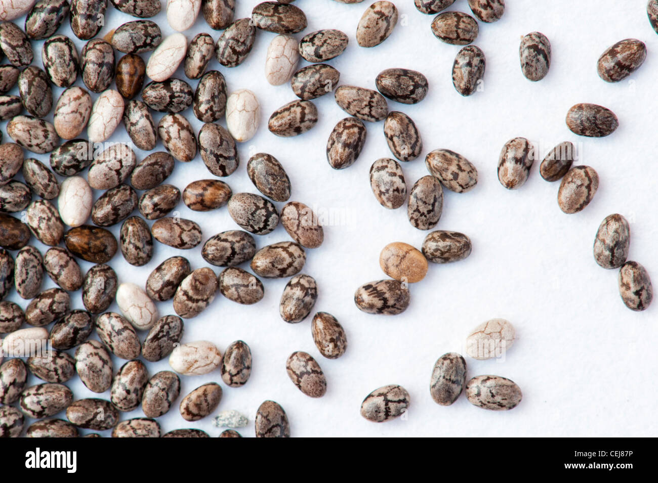 Salvia Hispanica seed. Chia seeds Stock Photo - Alamy