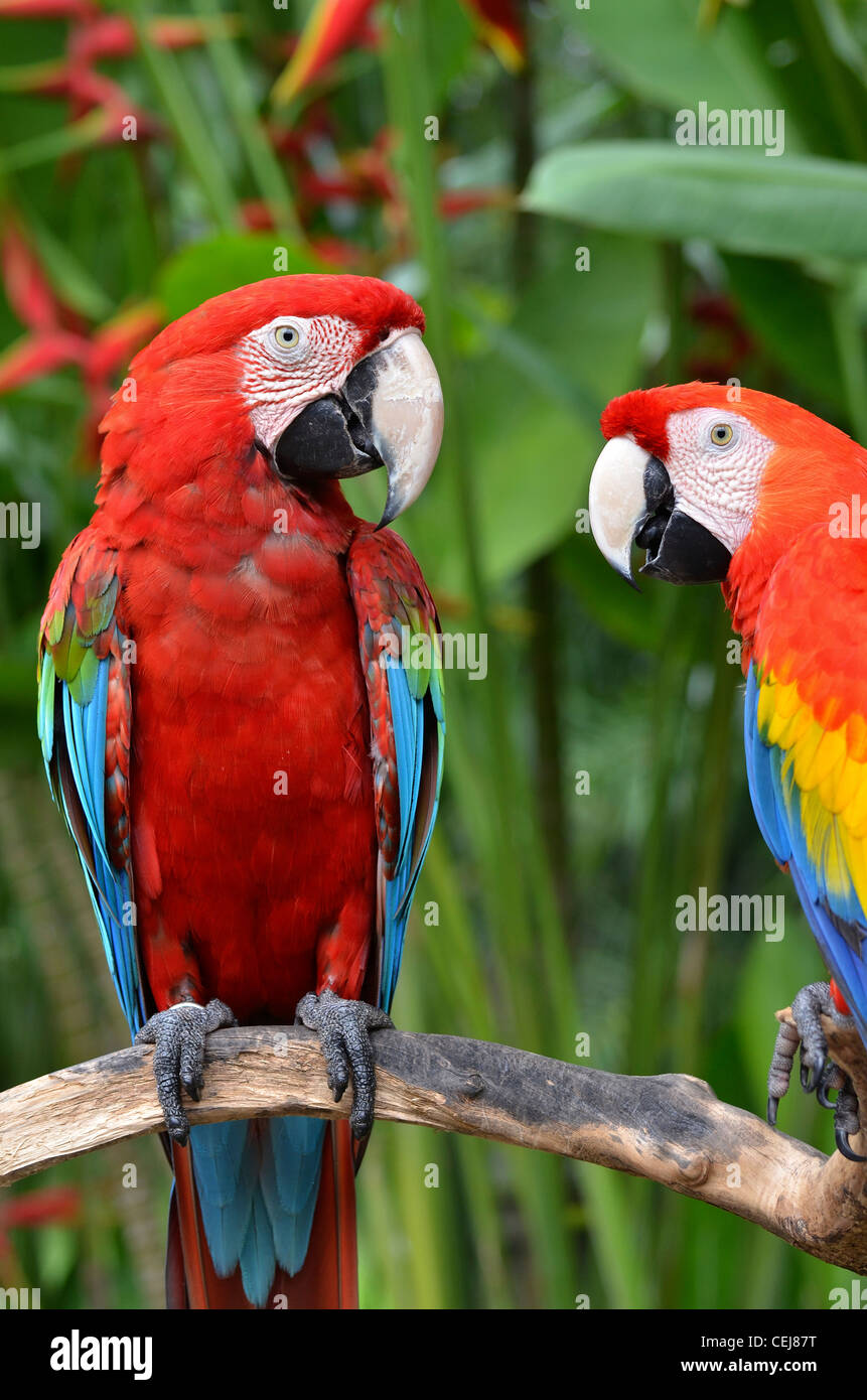 Parrots of indonesia hi-res stock photography and images - Alamy