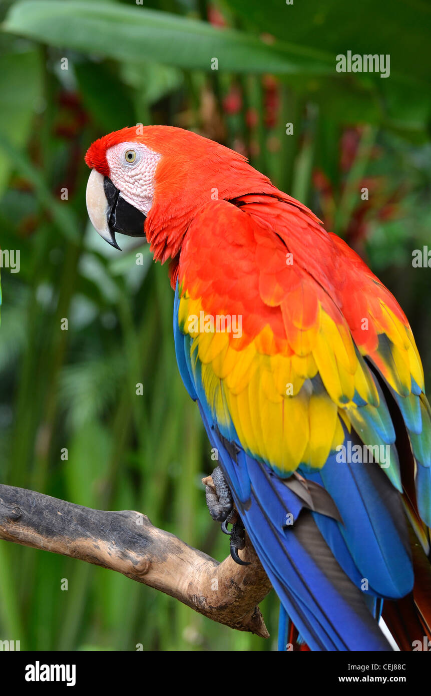 Blue, red and green crested parrots, Bali, Indonesia Stock Photo - Alamy
