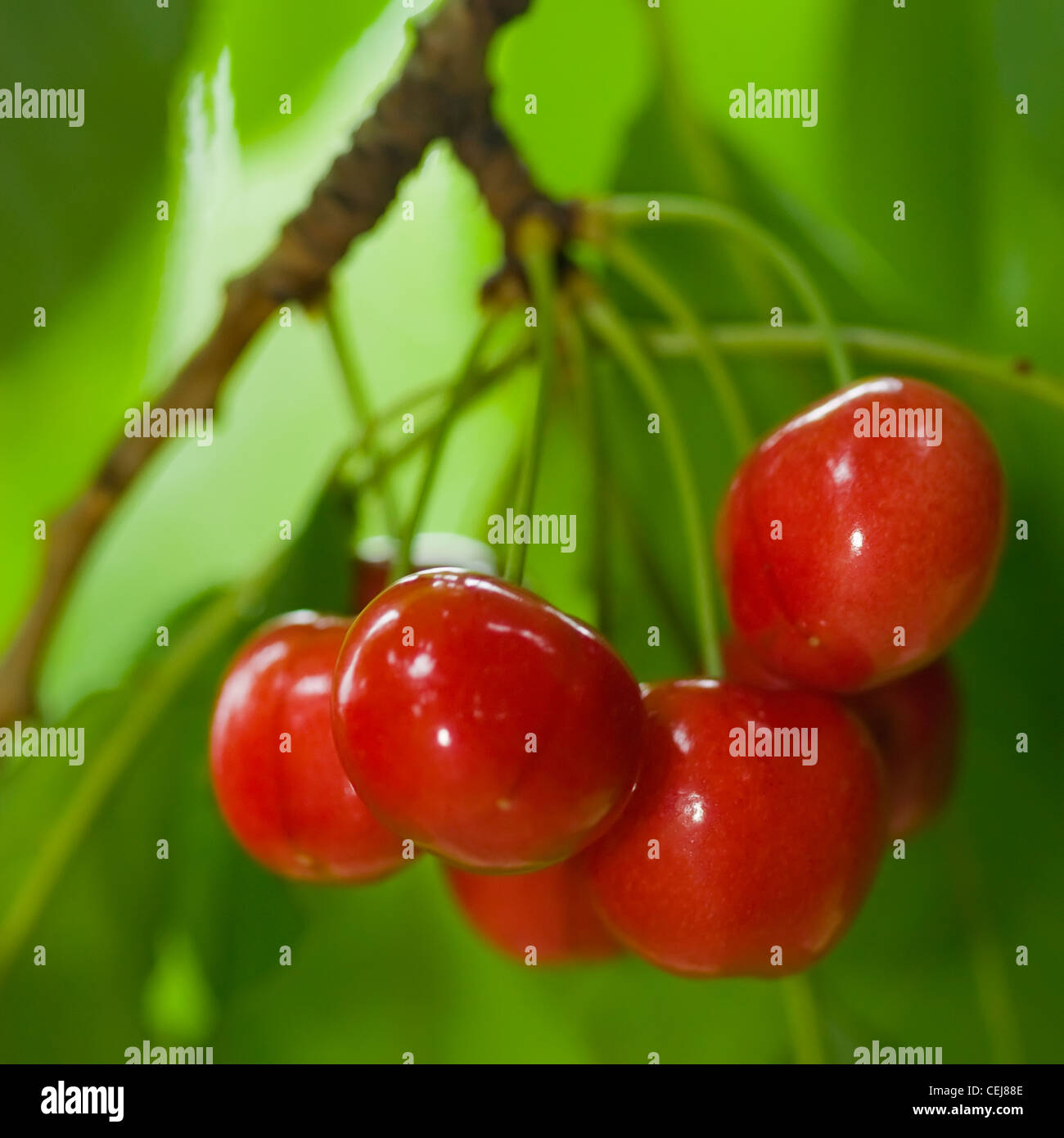 Cherry orchard usa hi-res stock photography and images - Alamy