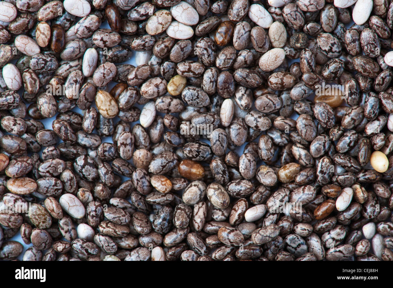 Salvia Hispanica seed. Chia seeds Stock Photo - Alamy