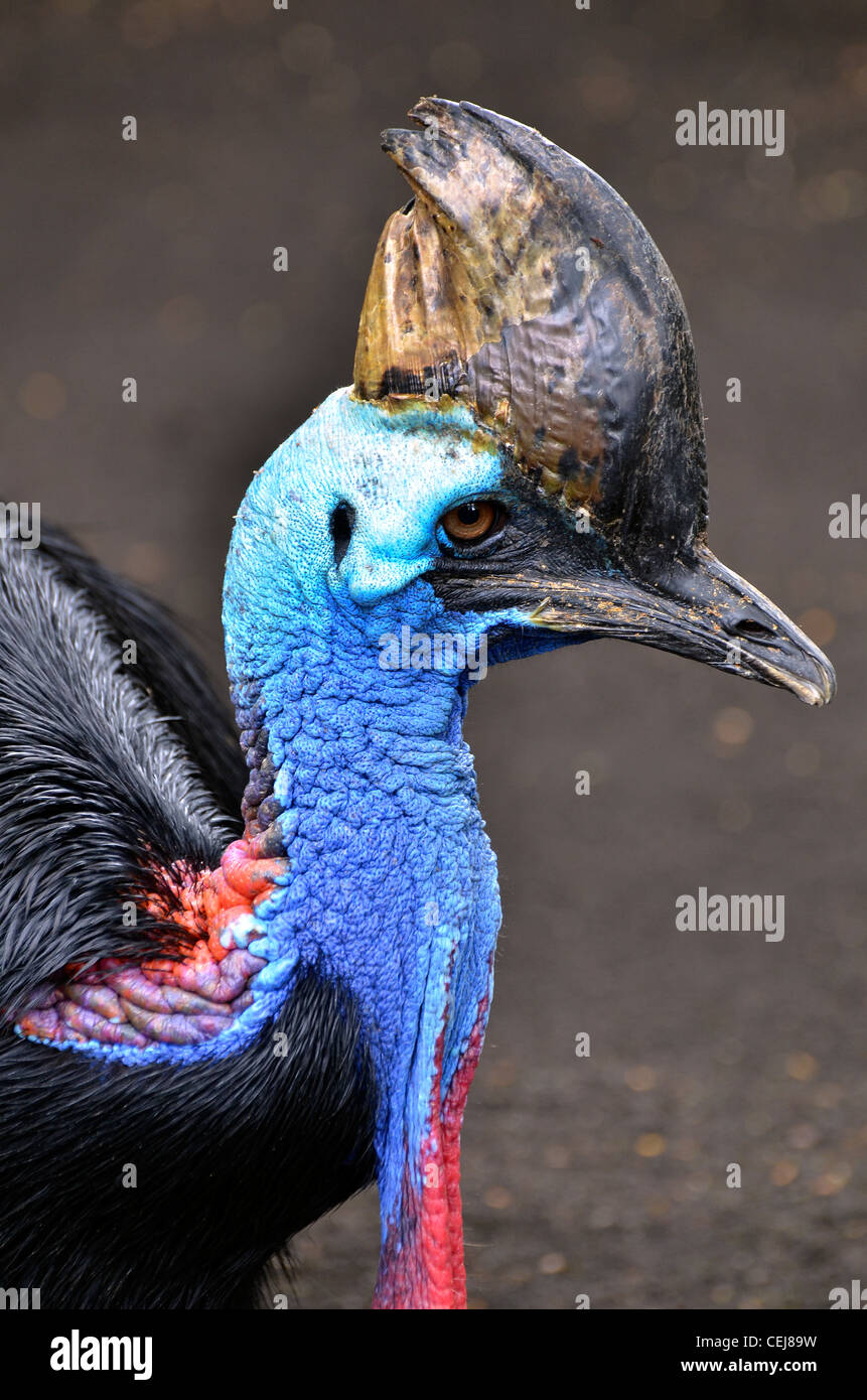 Tropical cassowary bird from Papua New Guinea Stock Photo - Alamy