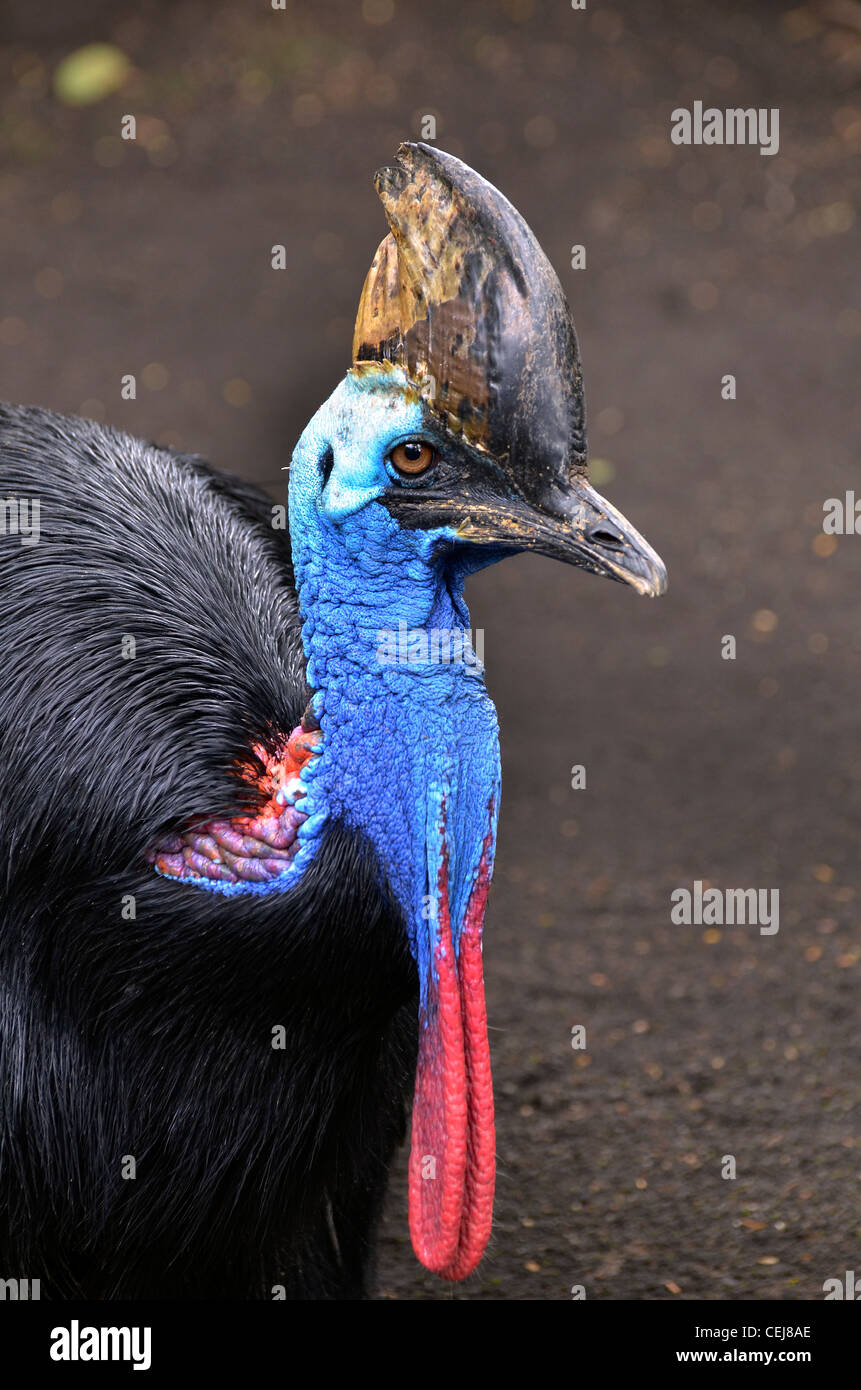 Tropical cassowary bird from Papua New Guinea Stock Photo - Alamy