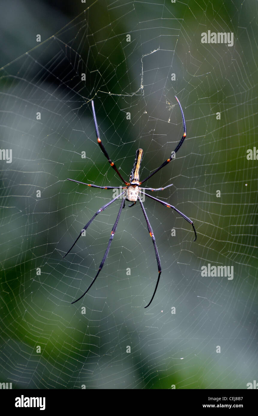 Bali indonesia giant spider hi-res stock photography and images - Alamy