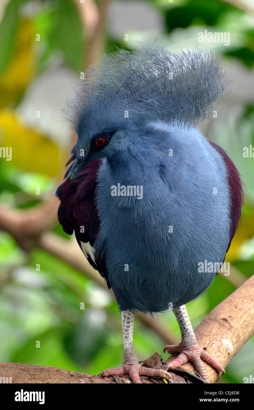 Western Victoria Crowned Pigeon, Bali Bird Park Indonesia Stock Photo ...