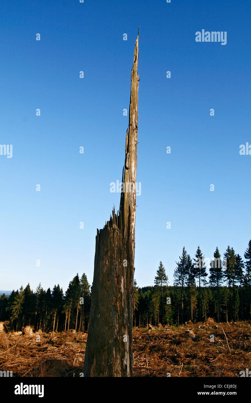 storm damaged tree Stock Photo - Alamy