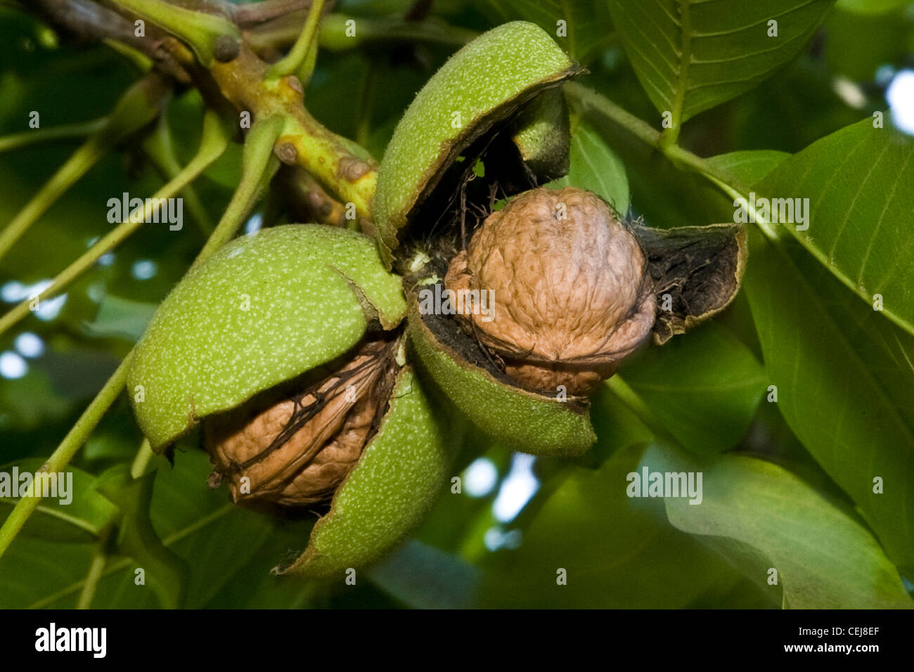 Walnut orchard usa hi-res stock photography and images - Alamy