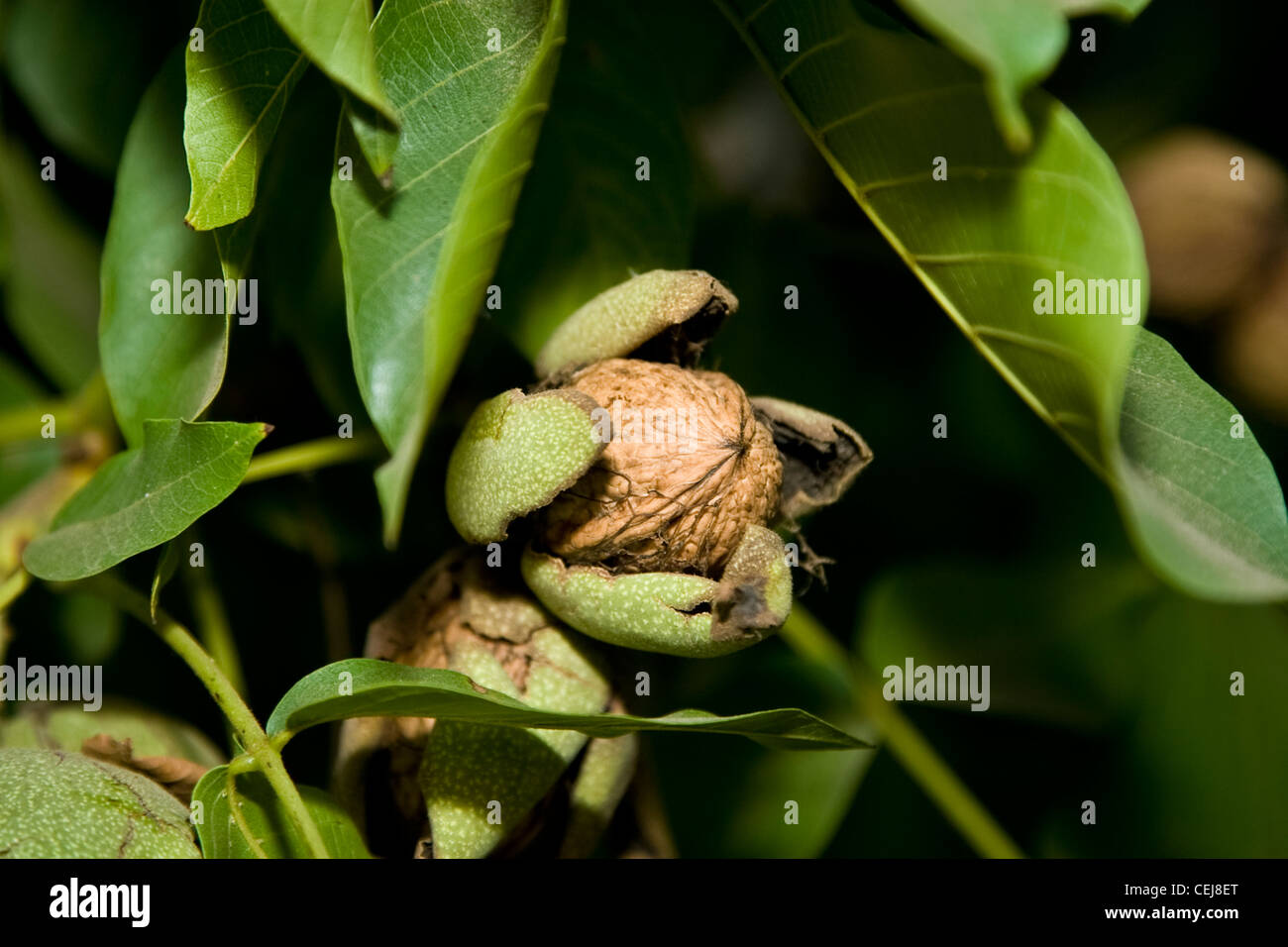 The walnut groves hi-res stock photography and images - Alamy
