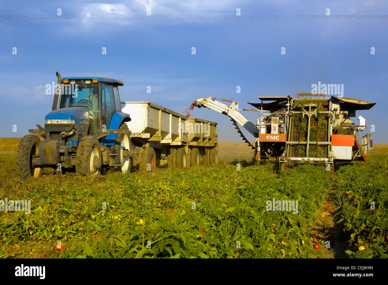 Agriculture - A mechanical tomato harvester harvests processing ...