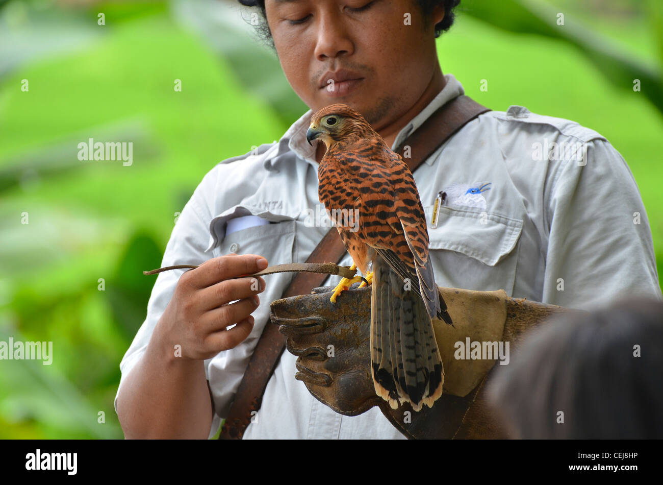 Trainer with sparrow hawk during falconry demonstration, Bali ...