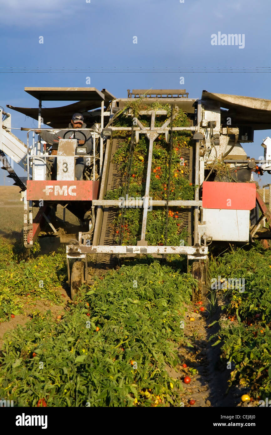 Farm workers harvesting tomatoes hi-res stock photography and images ...