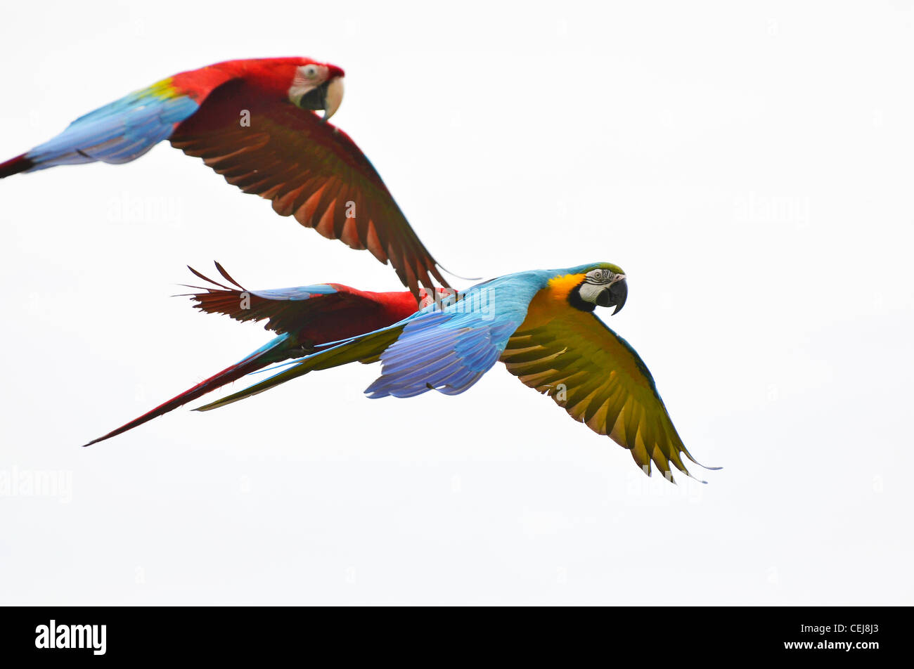 Flying Yellow Parrots
