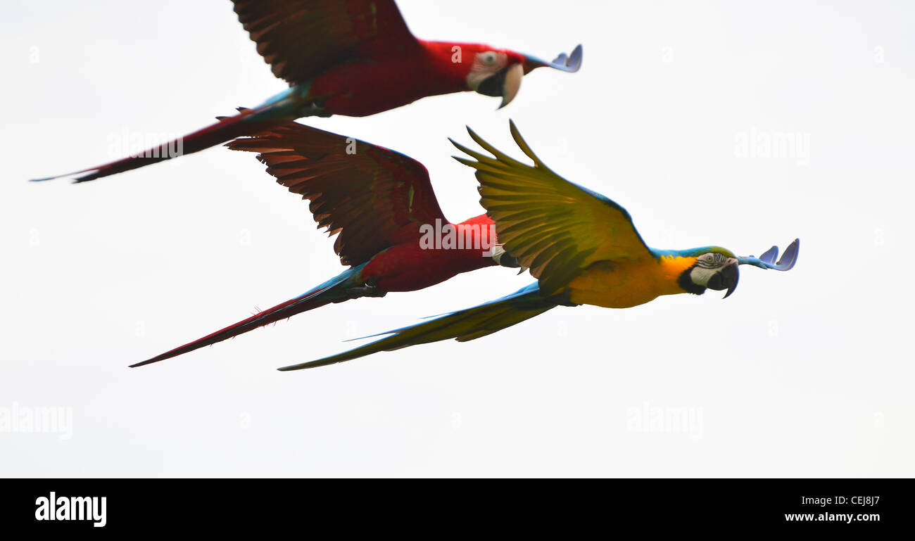 three blue and red crested parrots in flight Stock Photo - Alamy