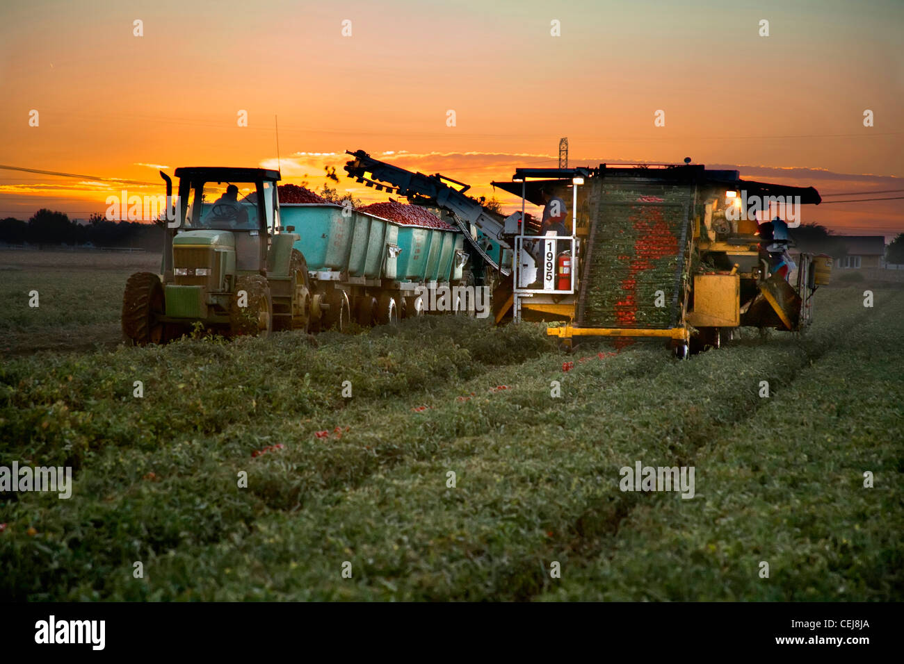 Tomato Pickers Mechanical