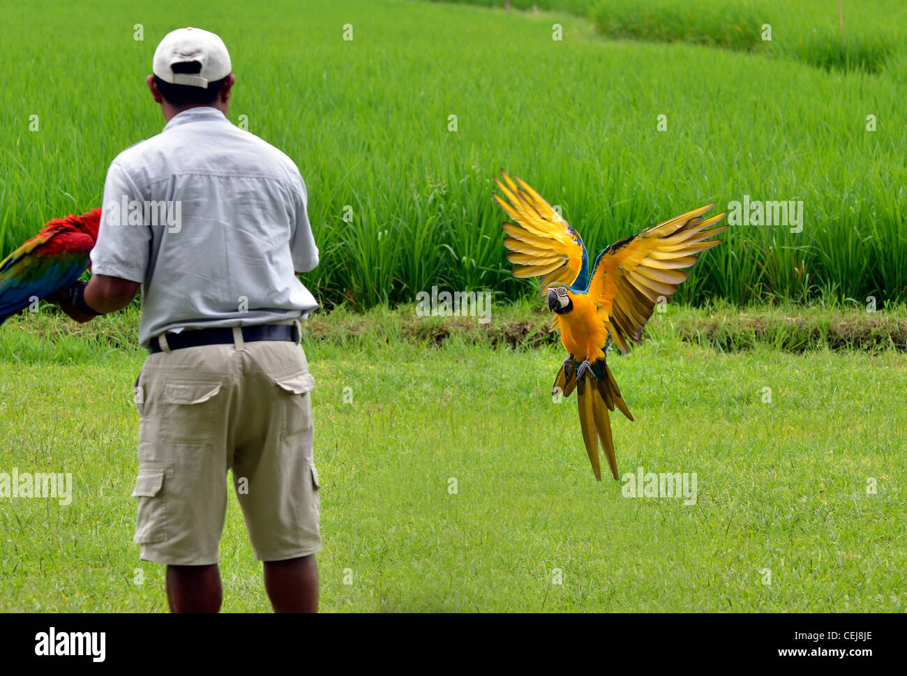 Blue and yellow crested parrot in flight with trainer, Bali Indonesia ...