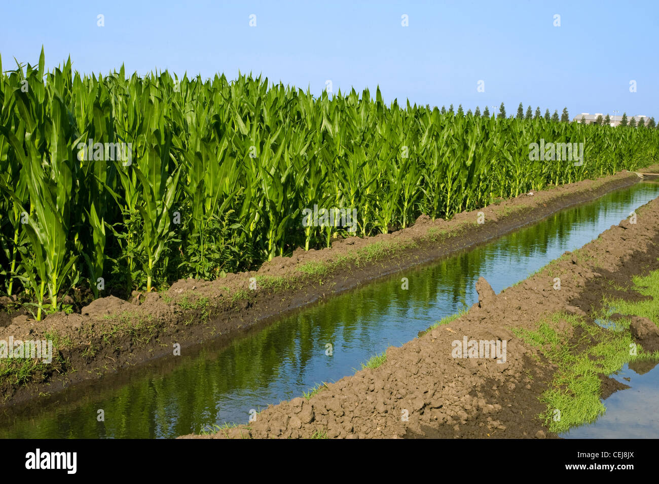 Agriculture - Irrigation canal running alongside a mid growth grain ...