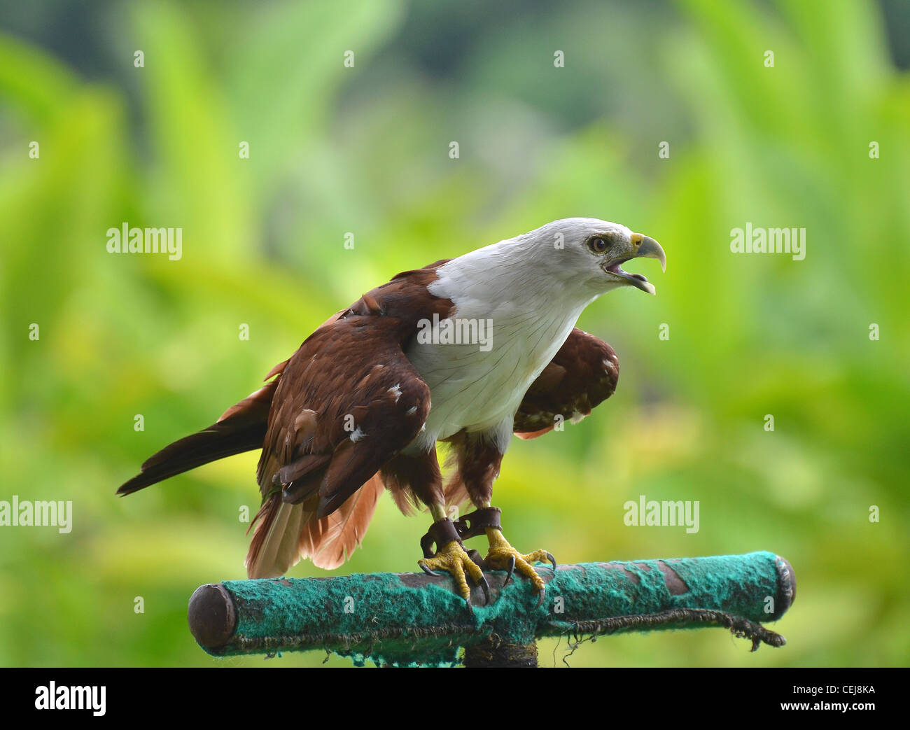 Eagle hawk hi-res stock photography and images - Alamy