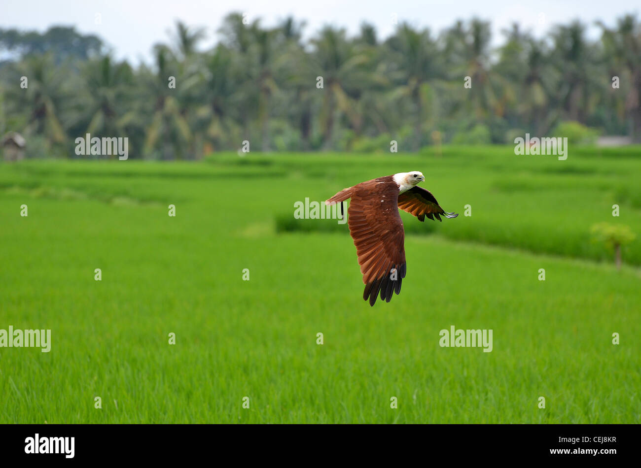 Hawk flying over rice fields, palm trees in background Stock Photo - Alamy
