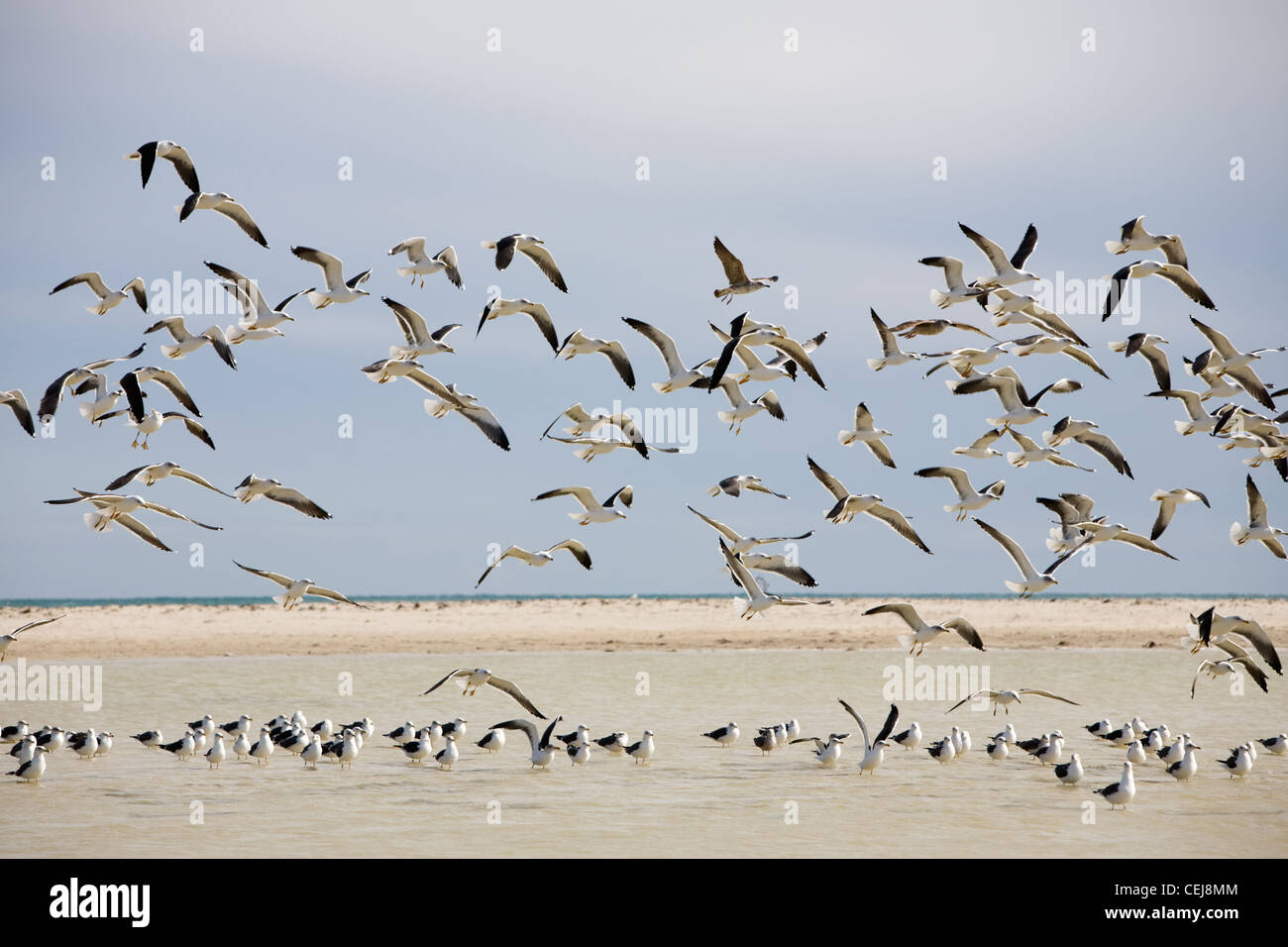 Colony of seagulls at a coast, island of Djerba, Tunisia, North Africa ...
