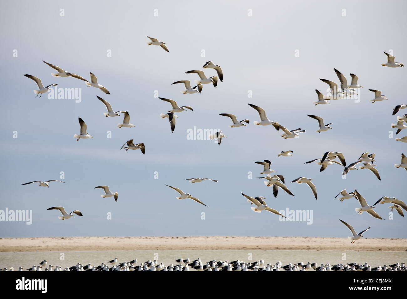 Colony of seagulls at a coast, island of Djerba, Tunisia, North Africa ...