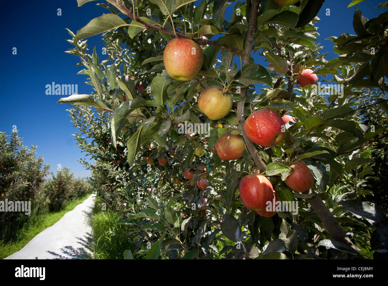 Kingsburg california orchard hi-res stock photography and images - Alamy