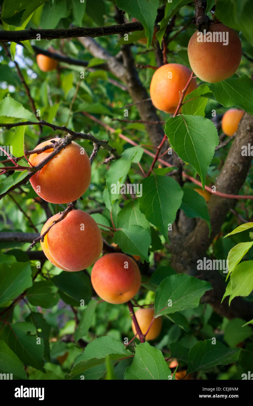 Agriculture – Mature apricots on the tree, ripe and ready to harvest ...