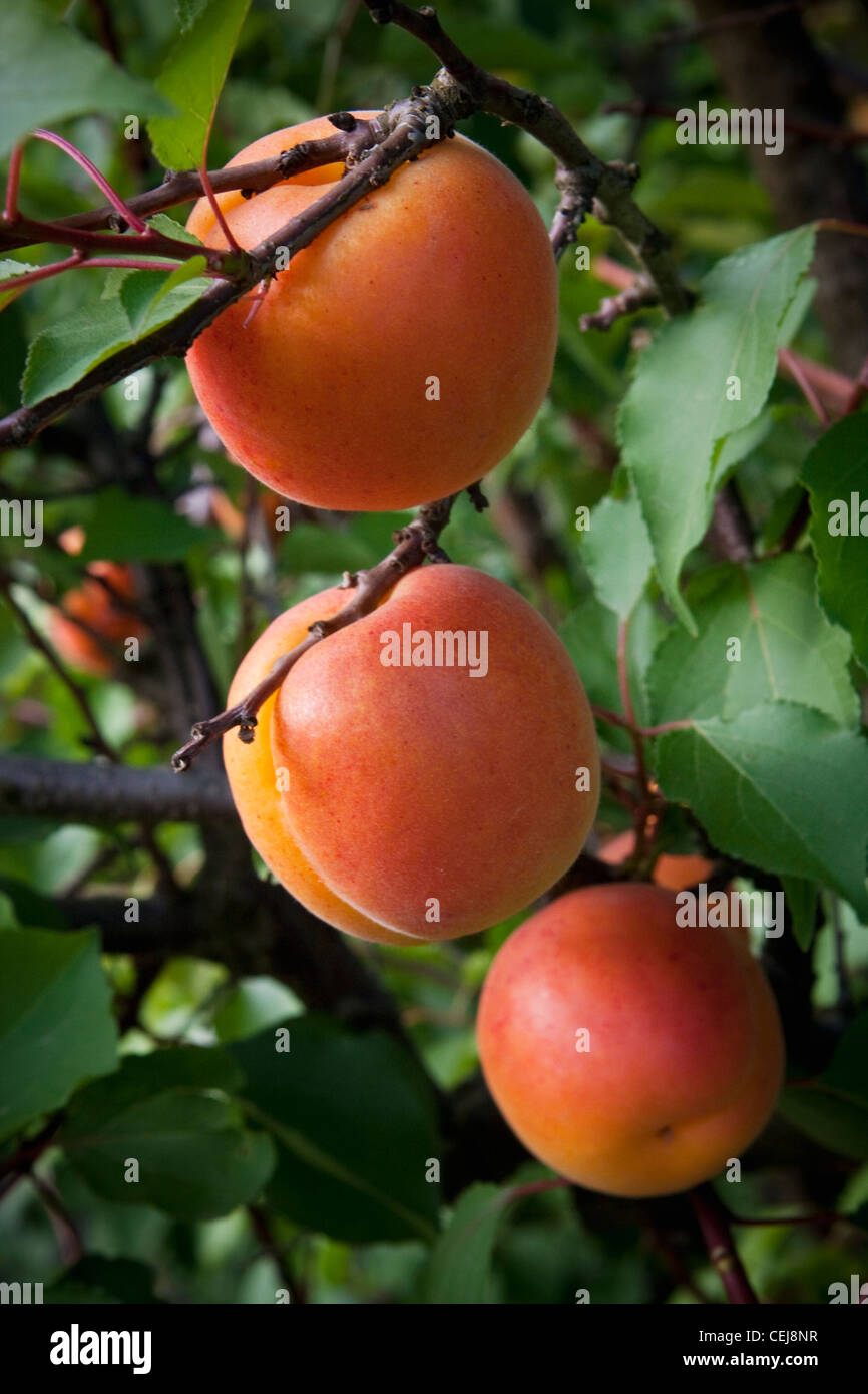 Growing of fruit crops hi-res stock photography and images - Alamy