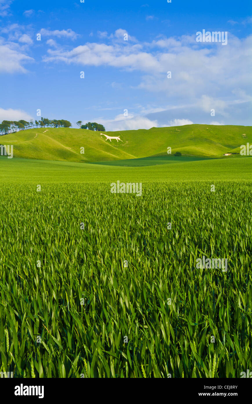 Cherhill hi-res stock photography and images - Alamy