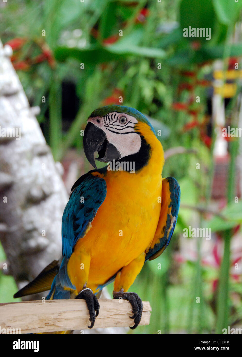 Parrots of indonesia hi-res stock photography and images - Alamy