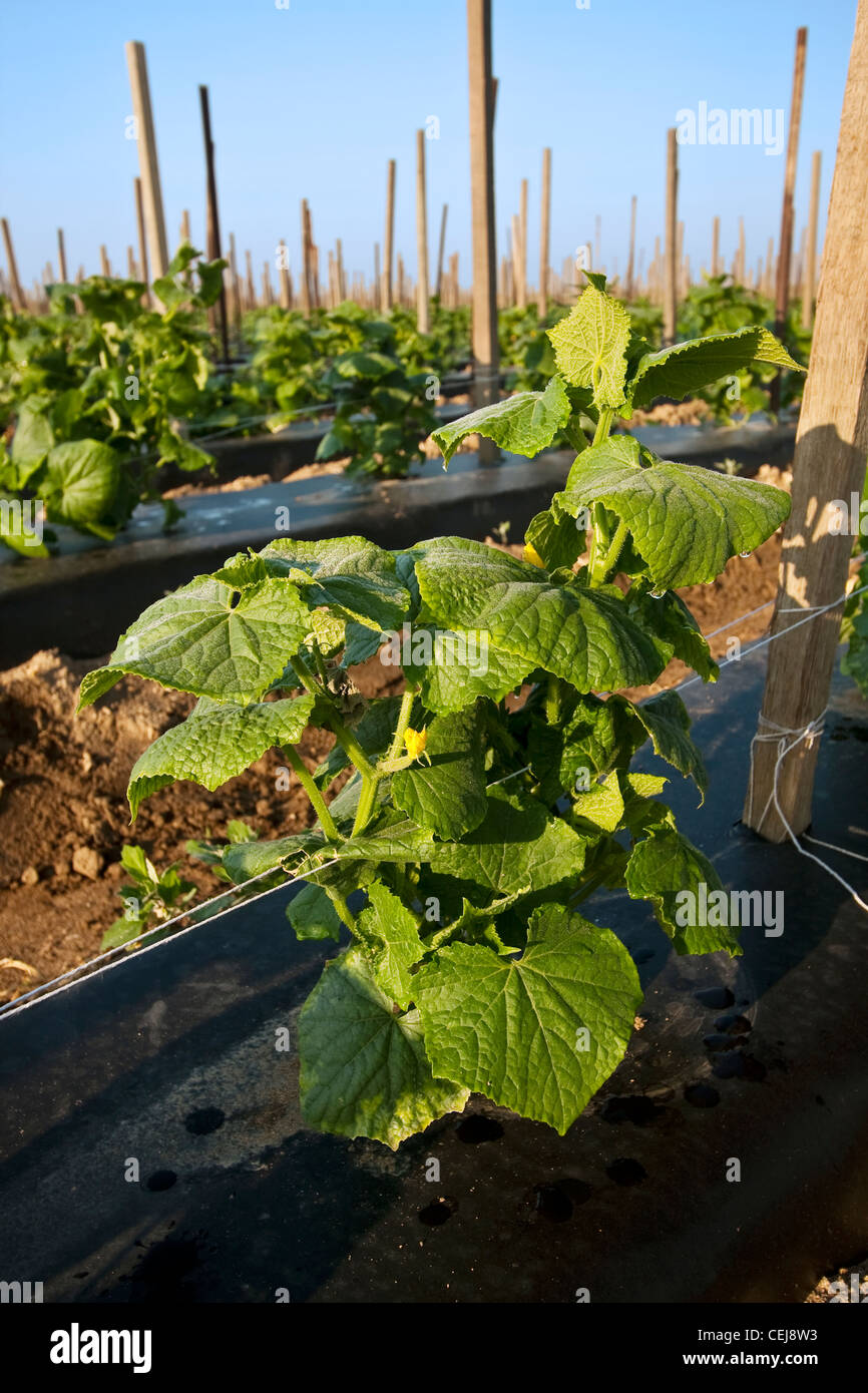 Agriculture - Closeup of a cucumber plant in early spring supported by ...