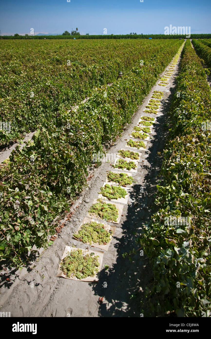 Thompson seedless grapes hi-res stock photography and images - Alamy Thompson seedless grapes hi-res stock photography and images - Alamy