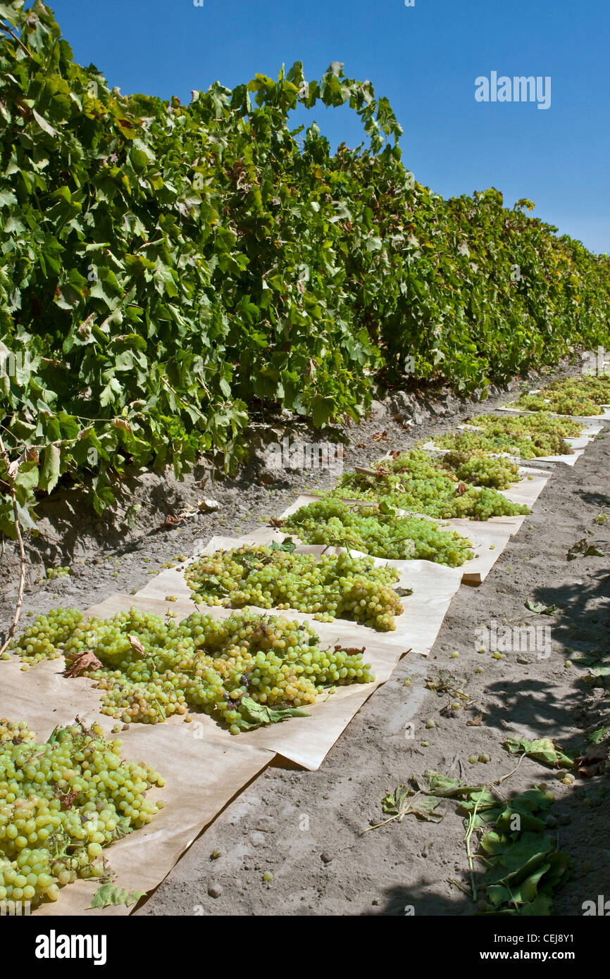 Thompson seedless grapes hi-res stock photography and images - Alamy