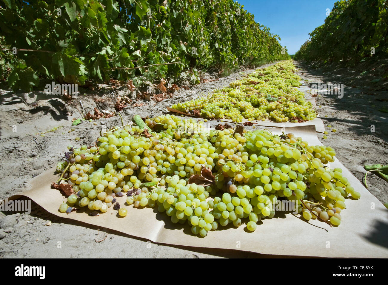 Agriculture - Harvested Thompson Seedless grapes laid out on paper ...