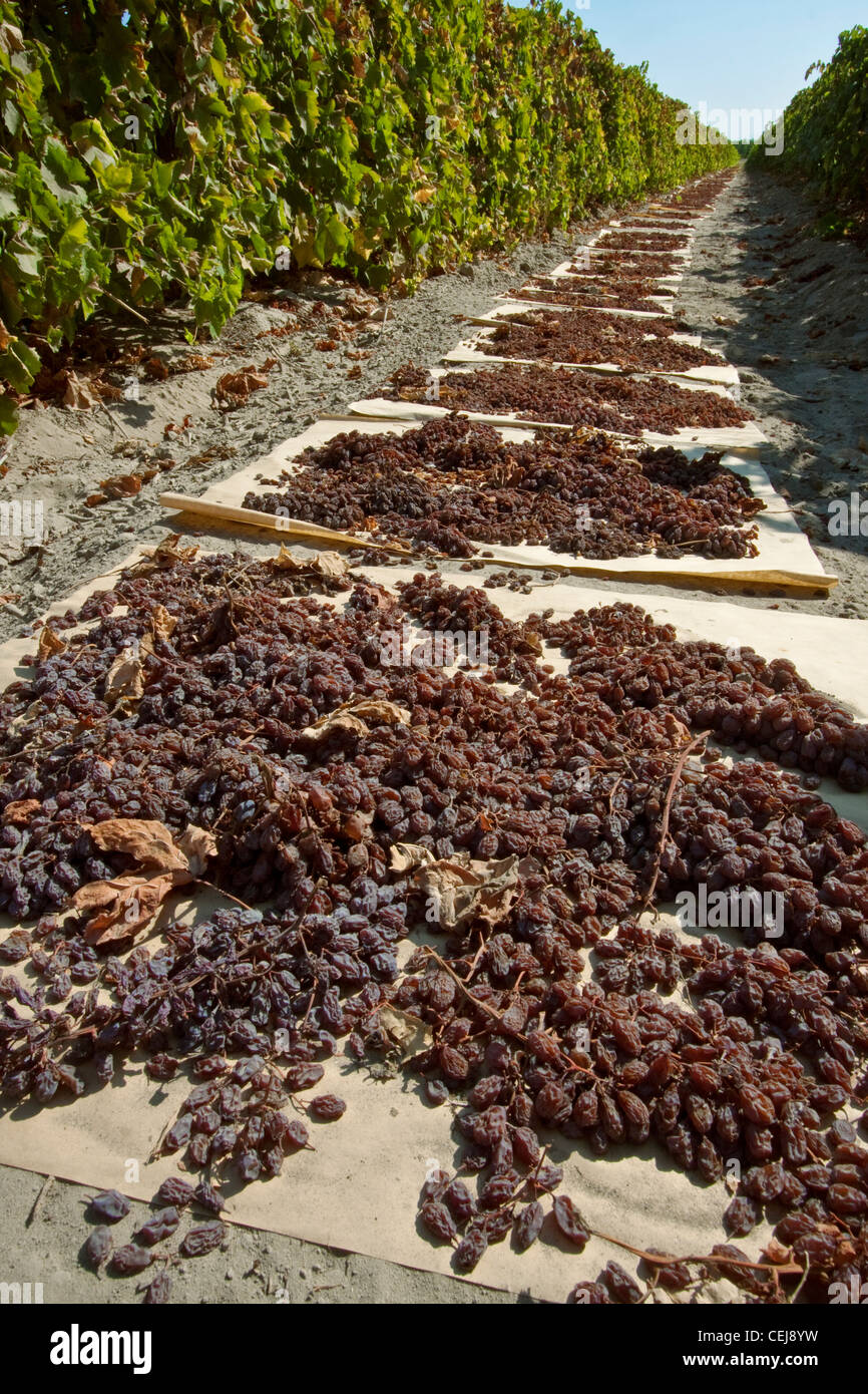 Agriculture - Harvested Thompson Seedless grapes laid out on paper ...