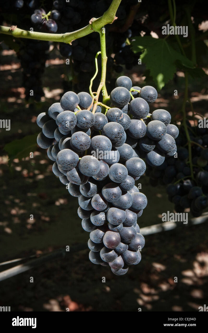 Grape cluster hi-res stock photography and images - Alamy