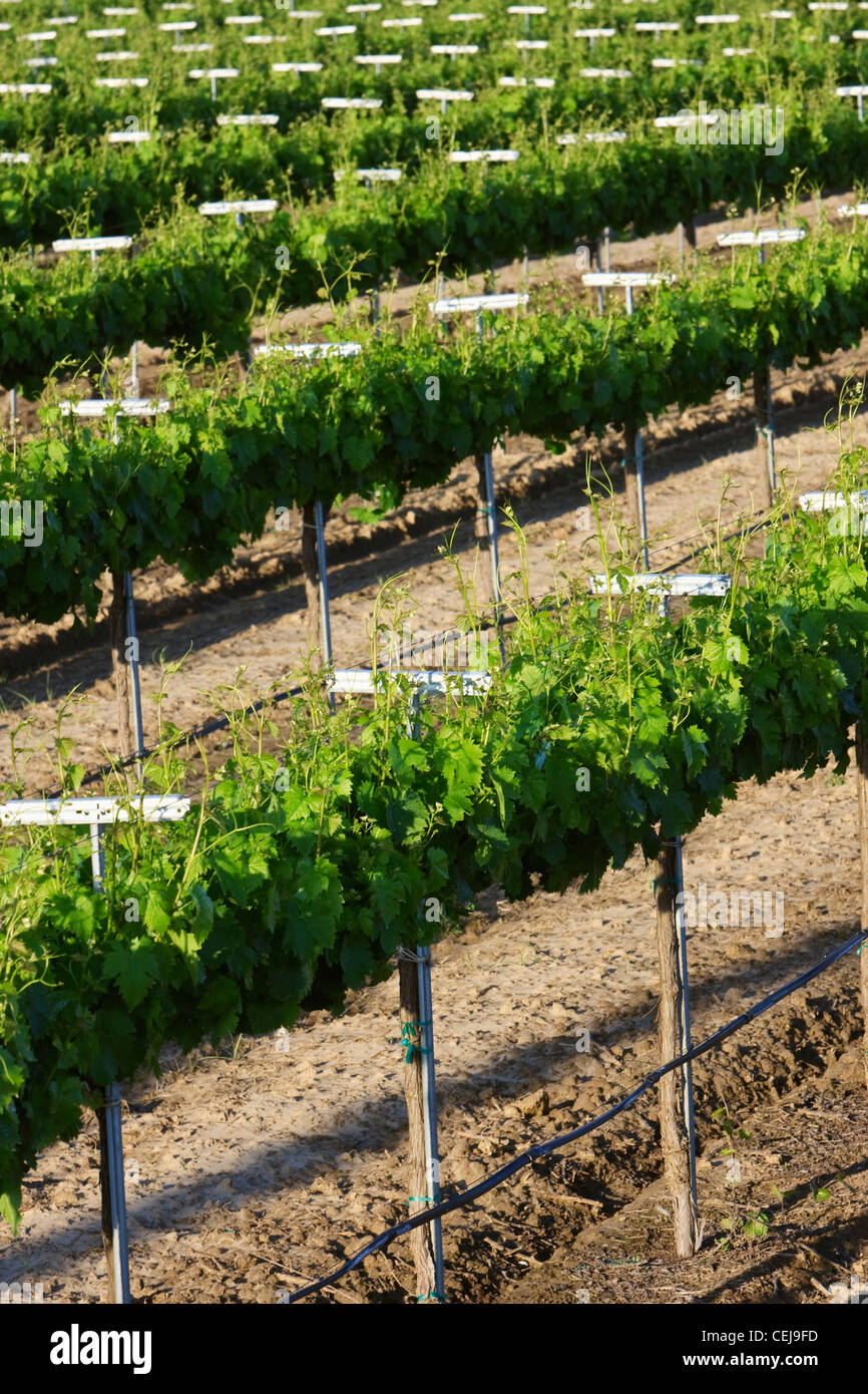Agriculture - A Muscat wine grape vineyard showing late Spring foliage ...