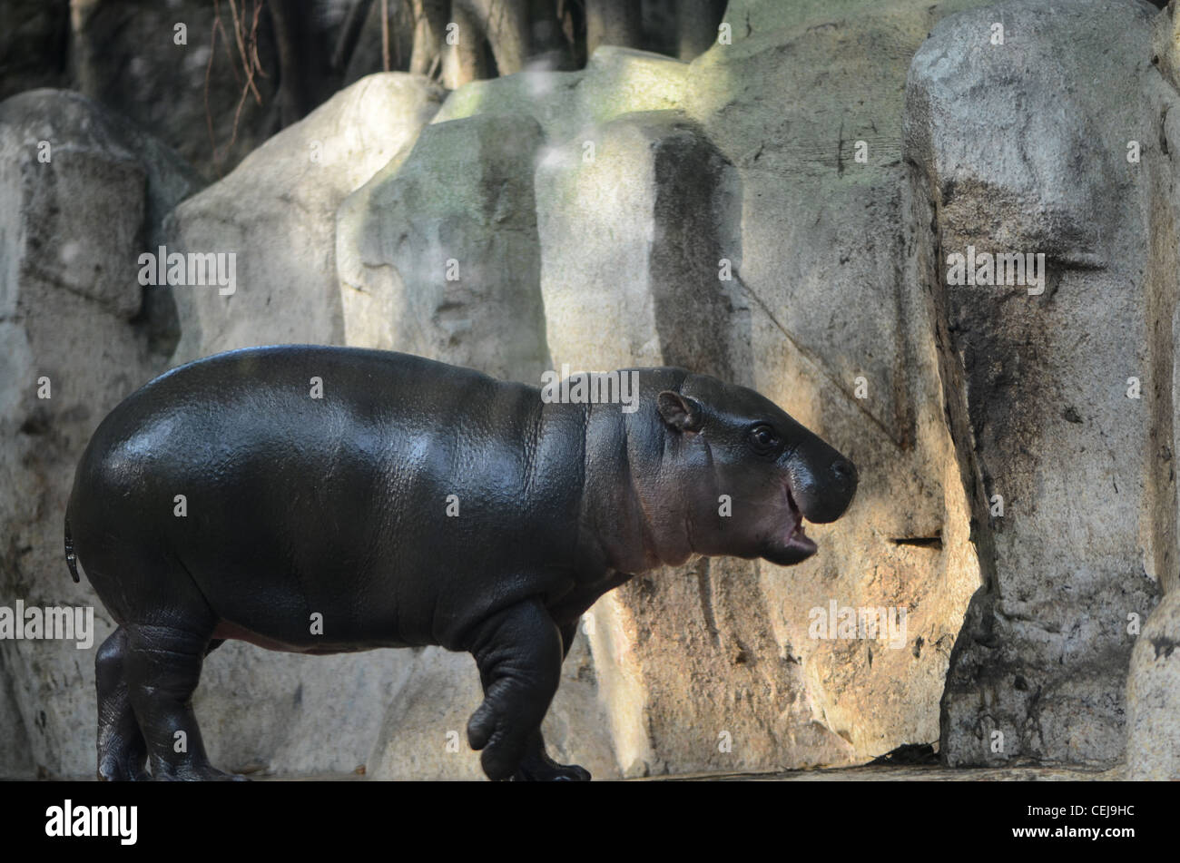Pygmy hippo hi-res stock photography and images - Alamy