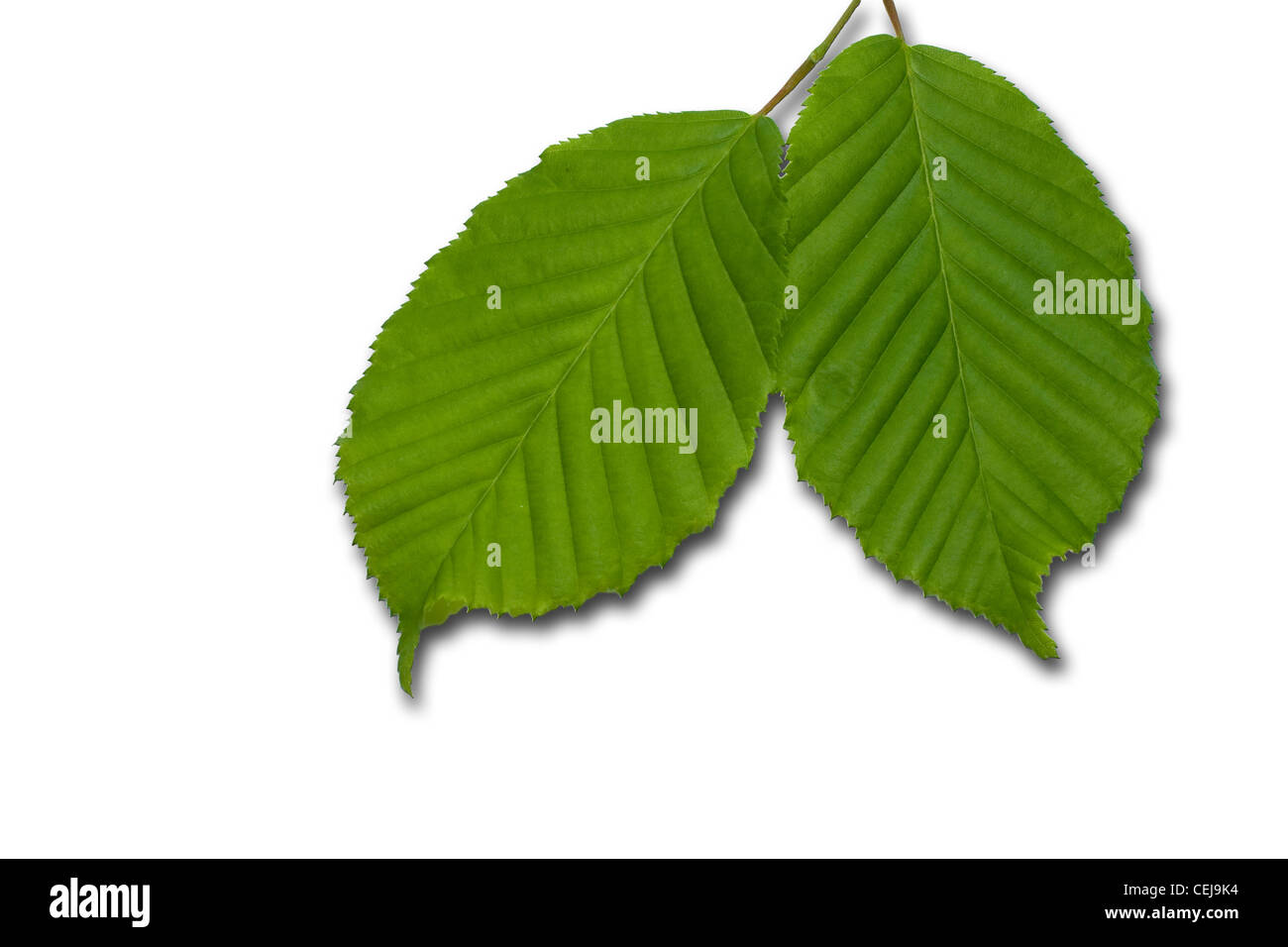 Beech leaf detail Cut Out Stock Images & Pictures - Alamy