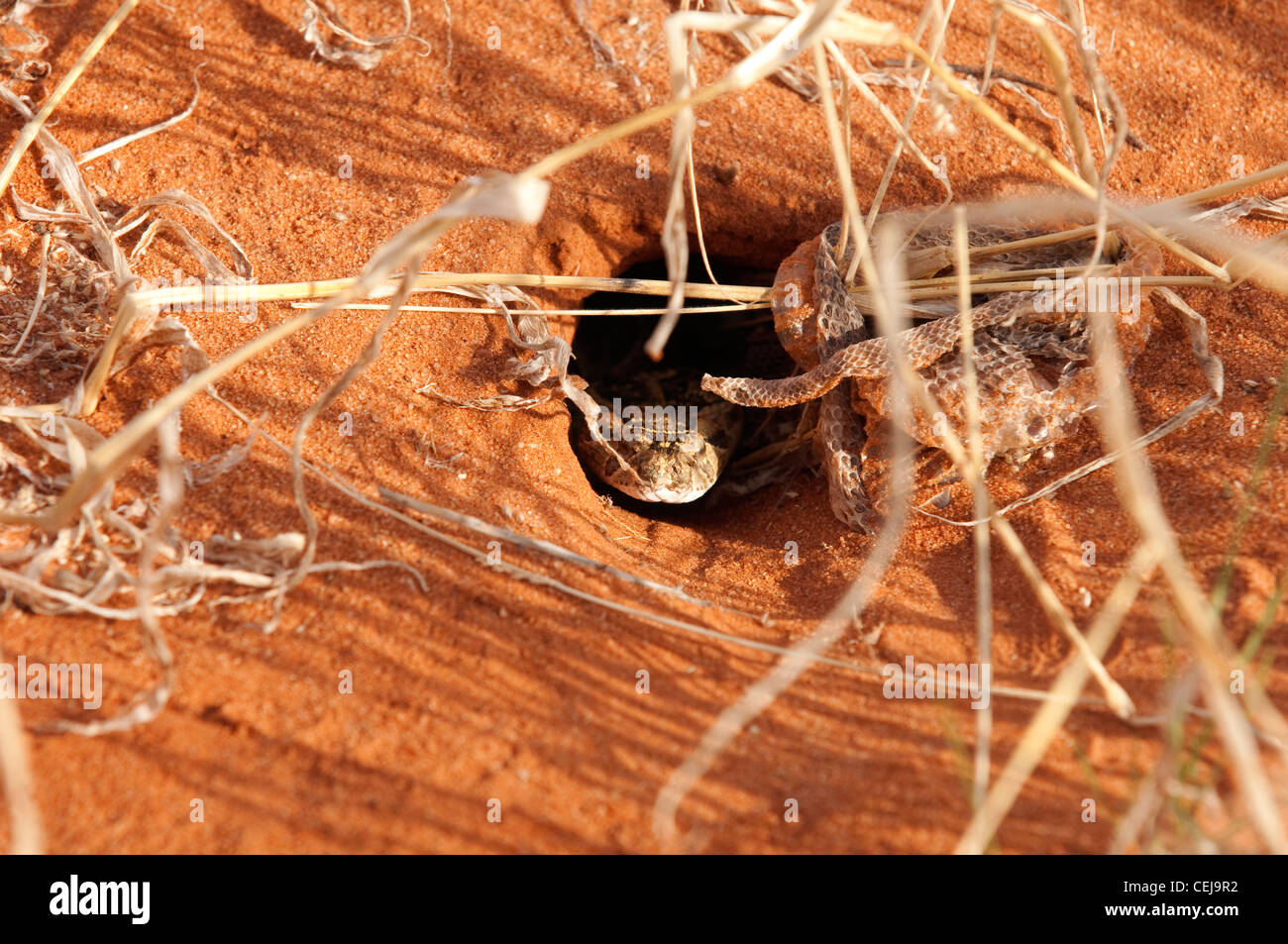 Poking head out of hole hi-res stock photography and images - Alamy